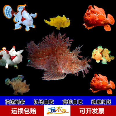 红五脚虎黄五脚虎红黄龙王双色