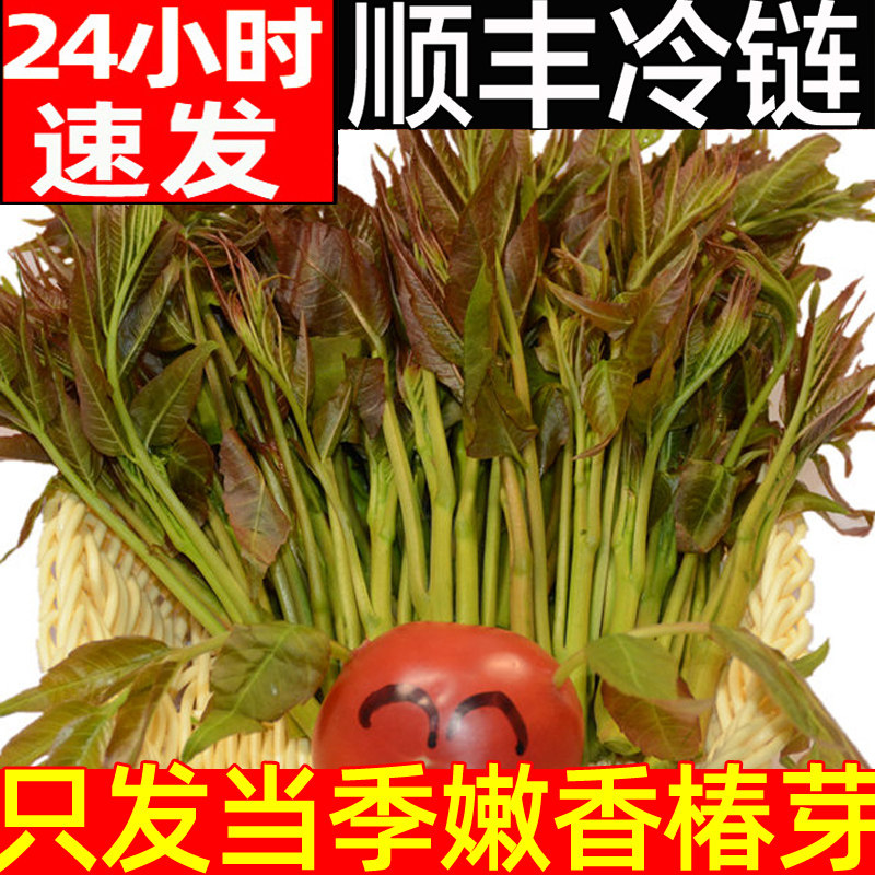现货露天野生头茬香椿芽包邮顺丰航空红香椿芽现摘新鲜香椿芽