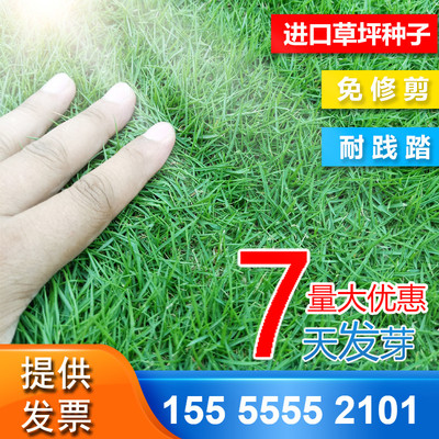 四季青耐寒耐旱高羊茅草坪种子