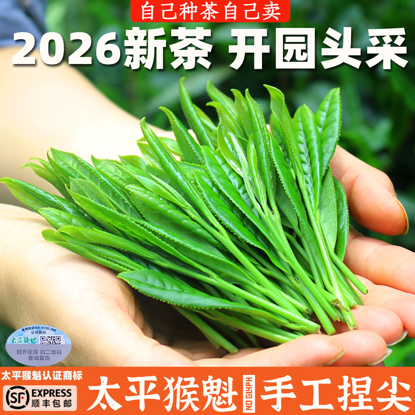 2026新茶正宗太平猴魁开园头采特级手工捏尖茶叶黄山茶农直销250g
