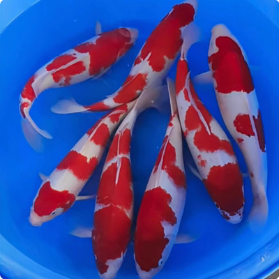 锦鲤活鱼红白三色中大型好养耐活