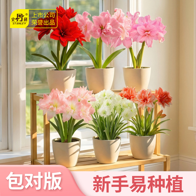 史丹利四季开花朱顶红重瓣大种球