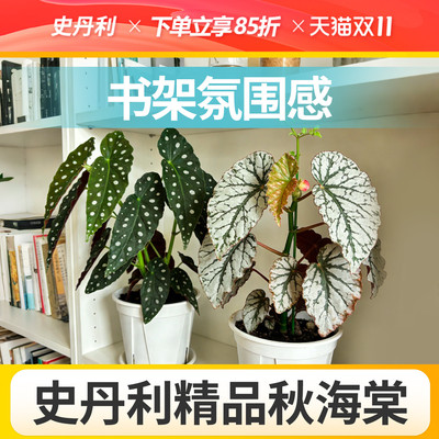 史丹利精品秋海棠盆栽科学培育