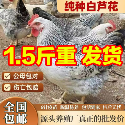 芦花鸡正宗小鸡活苗小鸡仔苗批发