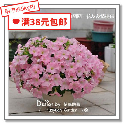 泛美矮牵牛梦幻系列10粒花缘咸菜