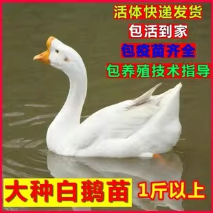 纯种三花鹅小鹅活苗半大脱温鹅苗