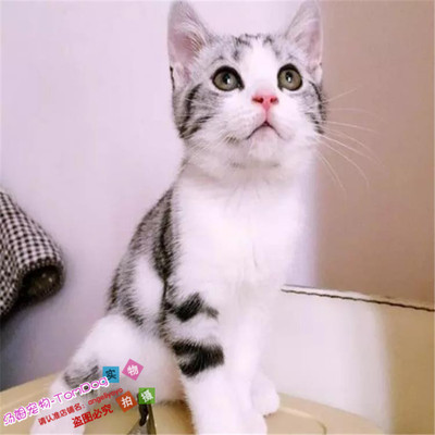 纯种活体出售美国短毛猫
