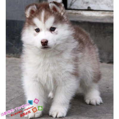 哈士奇红色纯种西伯利亚雪橇犬