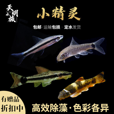 鱼热带鱼天明水族除藻