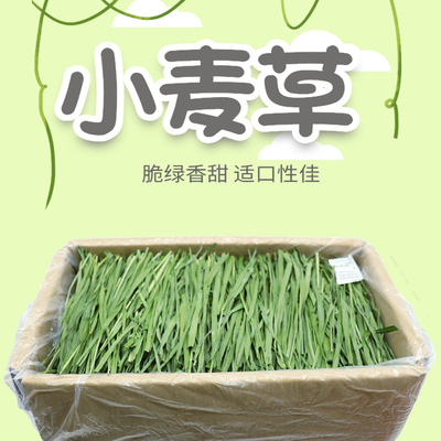 25年新烘干小麦草产地干草段兔子粮草荷兰猪龙猫豚鼠食用磨牙净重