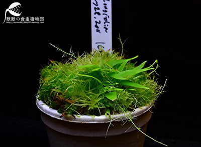 食虫长叶狸藻包邮植物