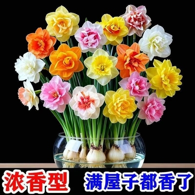 冬季【爆款】水仙花水培四季开花浓香型盆栽耐寒植物室内易养活
