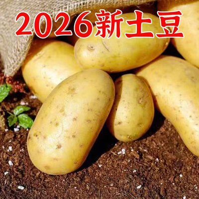 2026年新土豆农家土豆露天种植