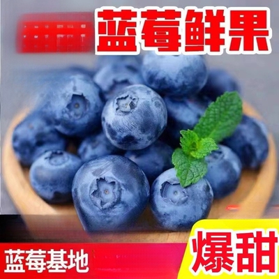 山东农家现摘现发大果水果纯甜蓝莓鲜果个头饱满清香怡人好吃果园