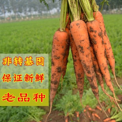 鲜胡萝卜沙土地蔬菜水果红萝卜现挖农家自种新鲜健康营养蔬菜