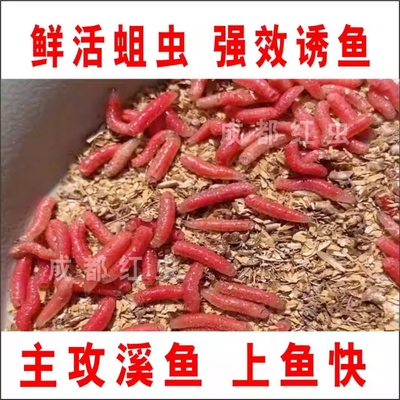 新鲜活红蛆虫主攻溪流钓鱼肉蛆昆虫活饵野钓石斑马口白条鱼食腥味