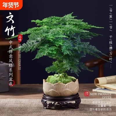文竹盆栽老桩盆景客厅室内绿植物富贵竹好养云竹四季常青造景茶室