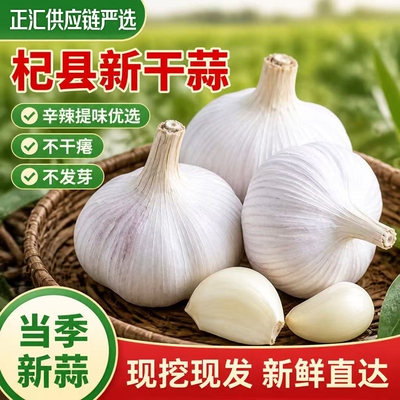 新干蒜紫白皮大蒜河南产地直发