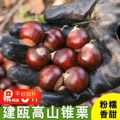 【顺丰到家】新鲜老树建瓯圆锥栗油栗福建野生非板栗现摘高山毛栗