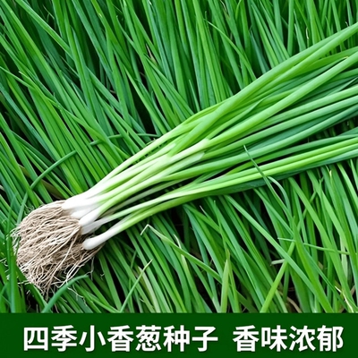 小香葱籽种子四季易种小葱种子阳台室内盆栽葱种子批发家庭菜种子