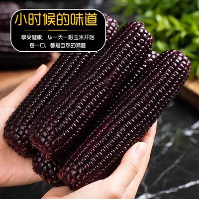 25年头茬紫糯玉米棒香甜粘苞米真空包装纯粗粮主食早餐轻食代餐
