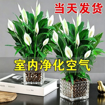 白掌盆栽净化空气水培植物绿萝箩花卉绿植红掌吸除室内甲醛发财树