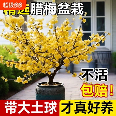 腊梅花树苗盆栽耐寒庭院老桩红梅花卉盆景冬季带花苞室内开花室外
