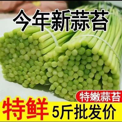 河南露天农家蒜薹脆嫩新可口