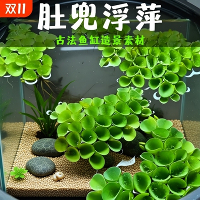 鱼缸造景净化水质肚兜浮萍萍水槐叶萍懒人水草养鱼龟水