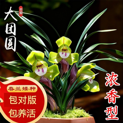 春兰冬带花苞名贵兰花苗矮种好养室内花卉绿植盆栽大富贵办公桌