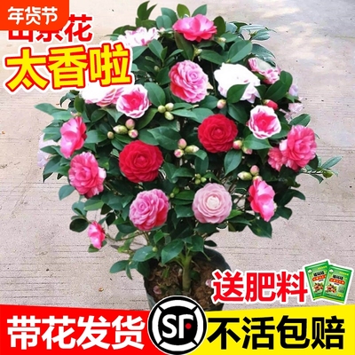 香妃山茶花盆栽带花苞五色赤丹花卉植物室内好养茶花树苗四季开花