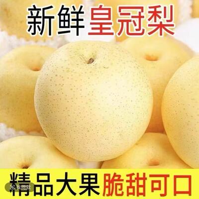 河北精品皇冠梨白梨新鲜梨子水果产地直发整箱包邮当季雪梨精选