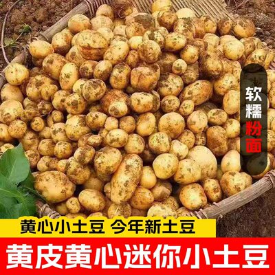 贵州毕节农家黄心小土豆