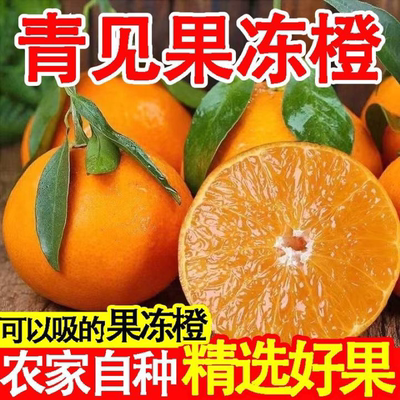 正宗四川青见晚熟果冻橙桔子新鲜水果应当季柑橘大果包邮橘子