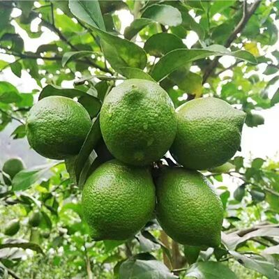 新鲜青柠檬尤力克清香酸爽多汁