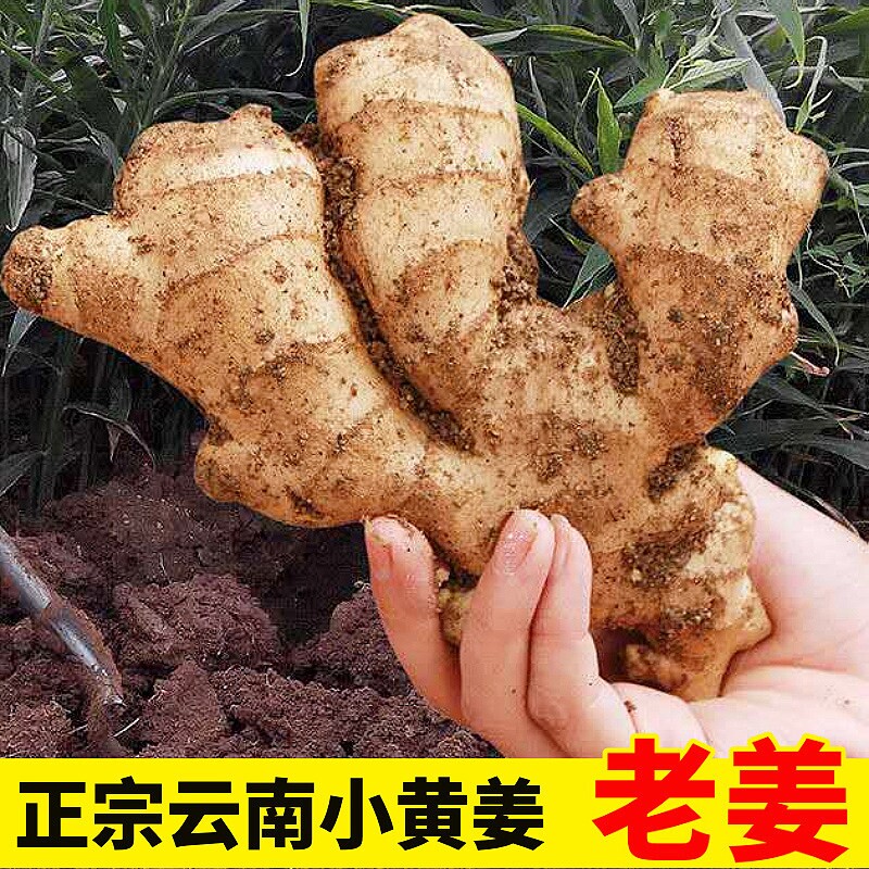 2026新正宗云南小黄姜新鲜生姜农家自种老姜高山南姜罗平干姜姜母