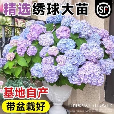 绣球花苗大花植物无尽夏开花好养的花四季不断盆栽花卉植物室内花
