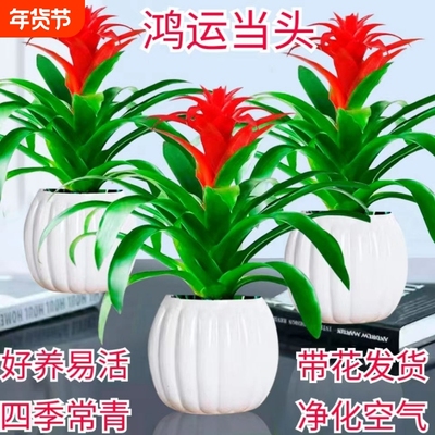 鸿运当头组合盆栽室内水培懒人植物净化空气客厅花卉带花吉利红