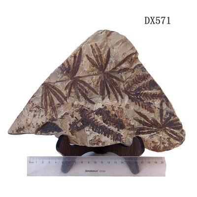 蕨林德勒枝银杏叶化石怀旧可升值