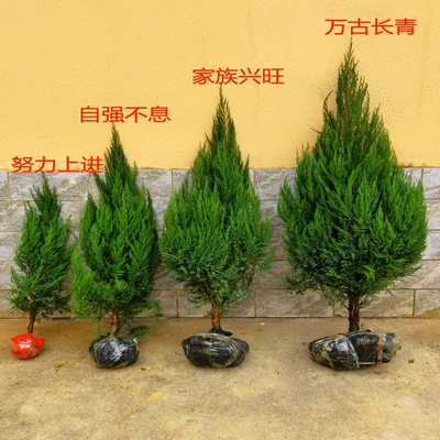 塔柏树苗龙柏地栽宝塔松室外松柏洒金柏侧柏四季常青工程绿化蜀柏