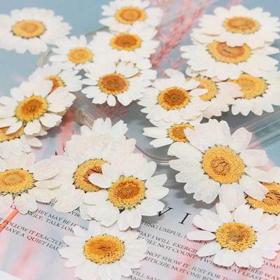 100Pcs Real Natural Dried Pressed Flowers White Daisy Presse