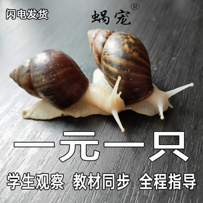 宠物白玉蜗牛明珠巨型产卵观赏螺