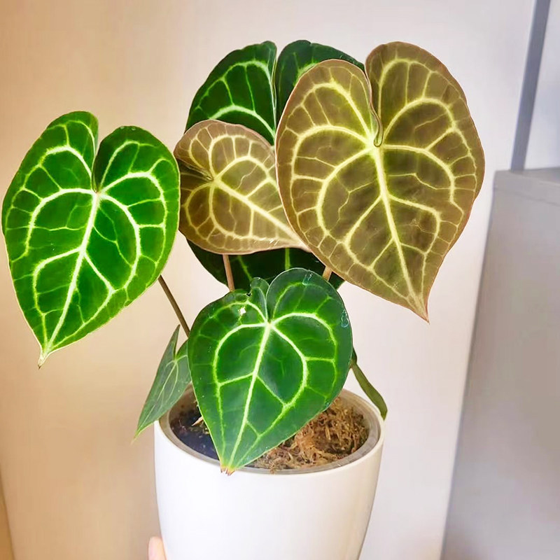 克莱恩水晶帝王火鹤花烛室内桌面好养热绿植锦卉盆栽密纹奢华绿绒
