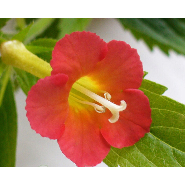 耐热耐阴长筒花 夏季日落 summer sunset 宜阳台窗台盆栽苦苣苔科