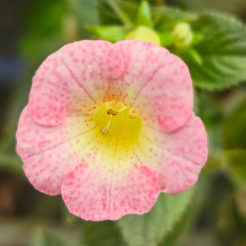 耐热耐阴长筒花 卡桑德拉 brid's casandra 爱爆花阳台窗台苦苣苔