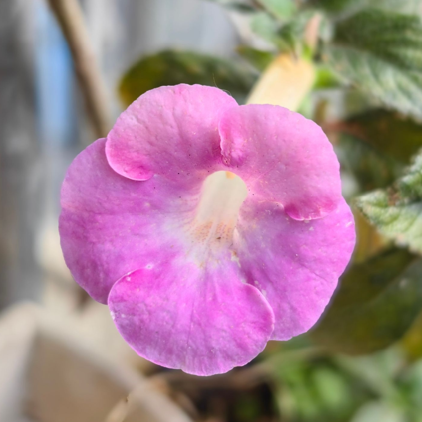耐热耐阴长筒花 蚕丝 Floretta 爱爆花盆栽窗台阳台苦苣苔 38包邮