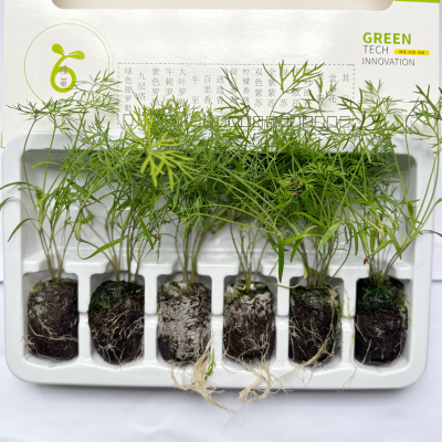 莳萝(Dill)可食用西餐盆栽香草苗