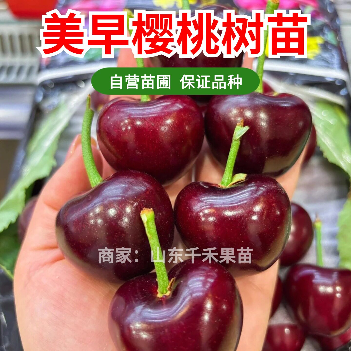 美早大樱桃苗嫁接美早车厘子树苗盆栽地栽特大大樱桃树苖南北方种
