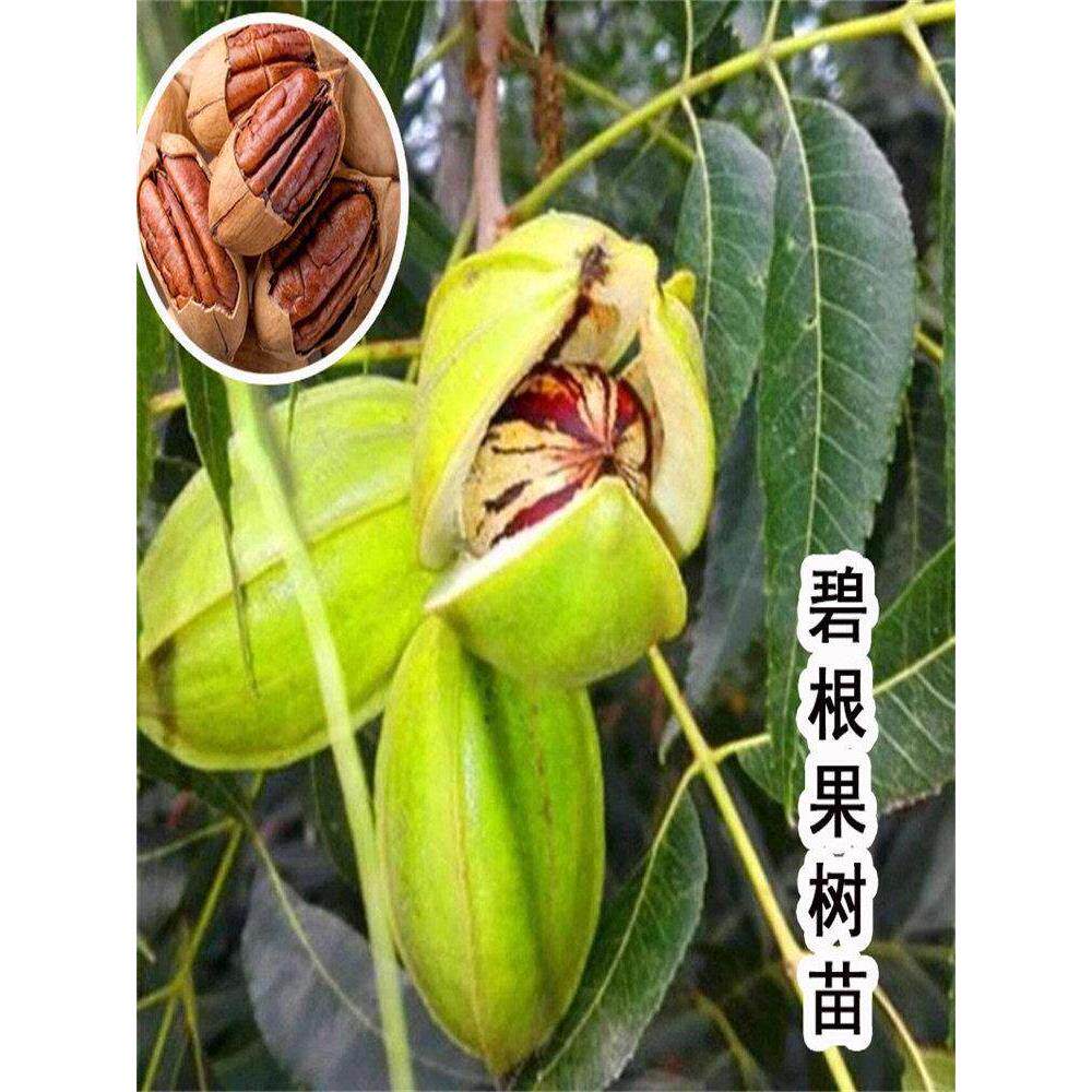 核桃树苗美国碧根果树嫁接苗长寿果当年结果南方北方种植果苗盆栽