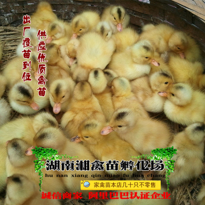 江南蛋鸭苗绿壳蛋鸭苗金定鸭活苗